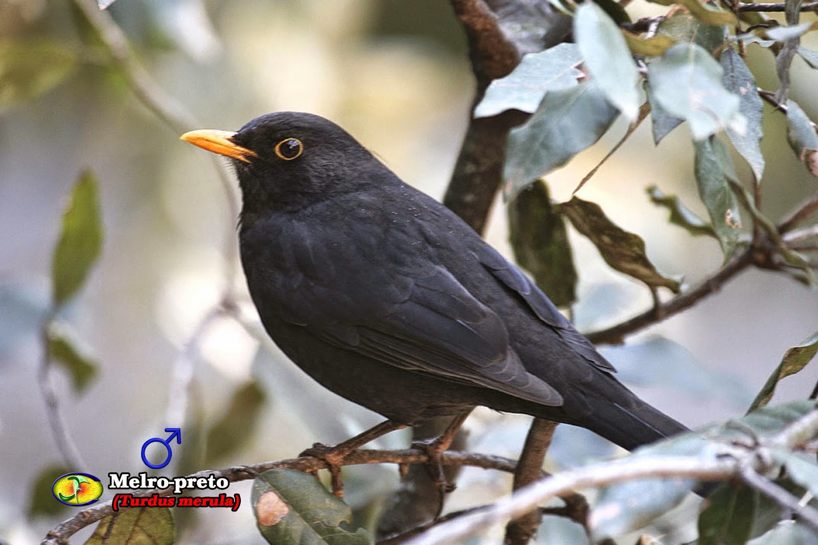 ORNITOLOGIA: Melro-preto (Turdus merula)